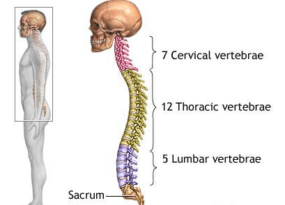 Understanding Spinal Anatomy - Chiropractor in Chicago